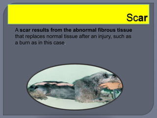Canine Skin lesion | PPTX