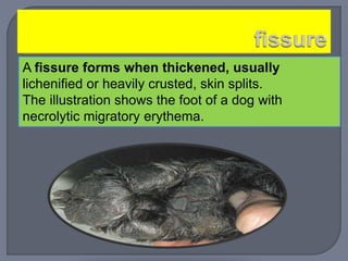 Canine Skin lesion | PPTX