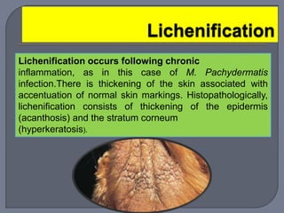 Canine Skin lesion | PPTX