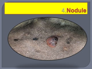 Canine Skin lesion | PPTX