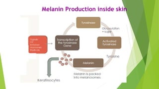 Skin Lightening.pptx