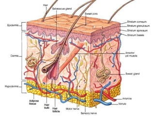 Skin microflora / Normal Flora of Skin | PPTX