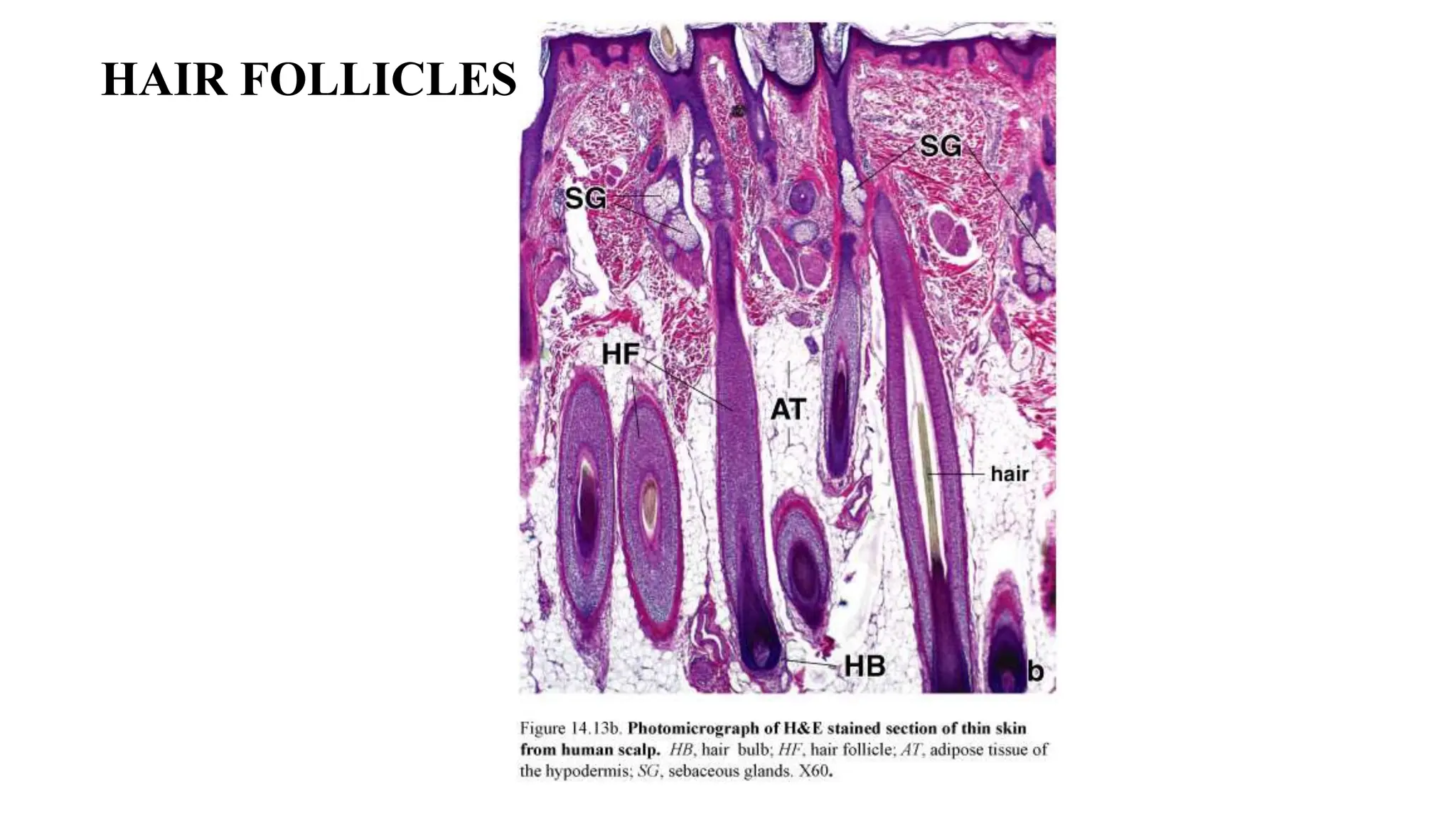 The histology of the skin and its appendages | PPTX