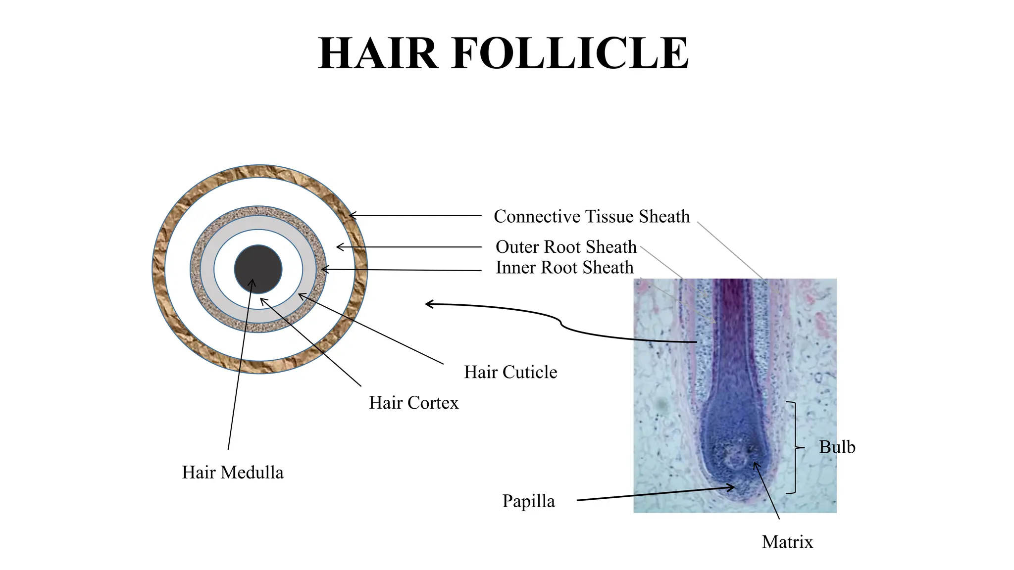 The histology of the skin and its appendages | PPTX