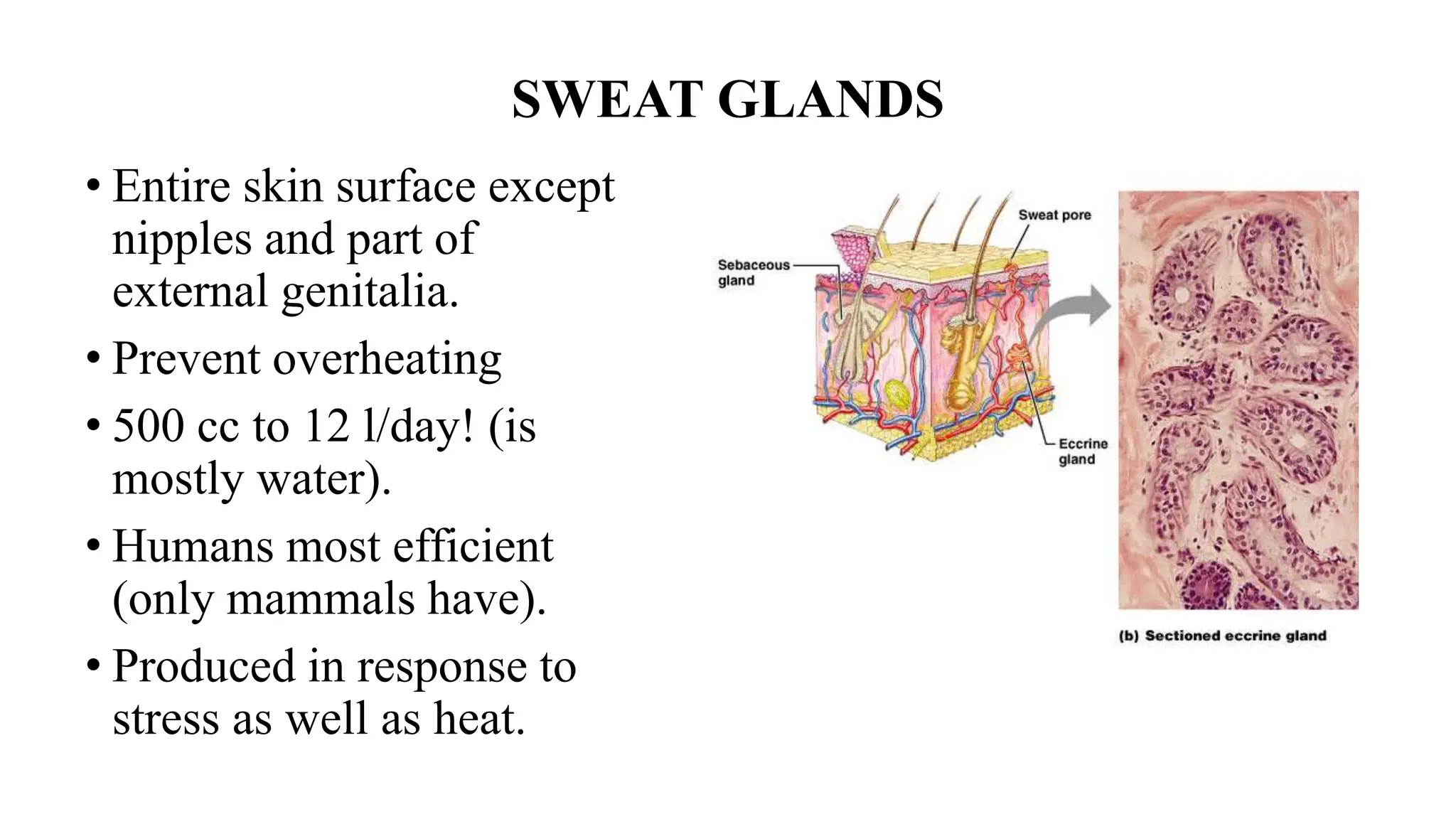 The histology of the skin and its appendages | PPTX