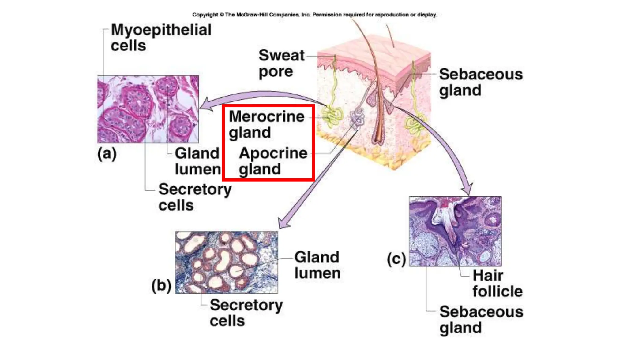 The histology of the skin and its appendages | PPTX