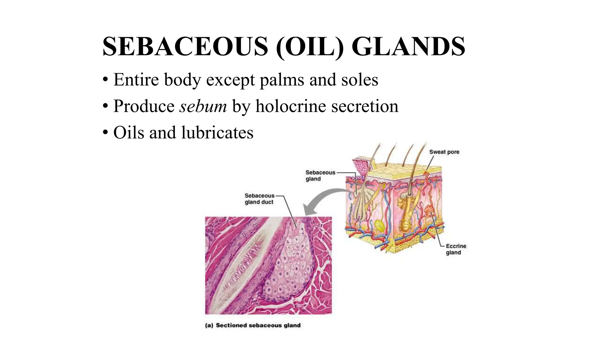The histology of the skin and its appendages | PPTX