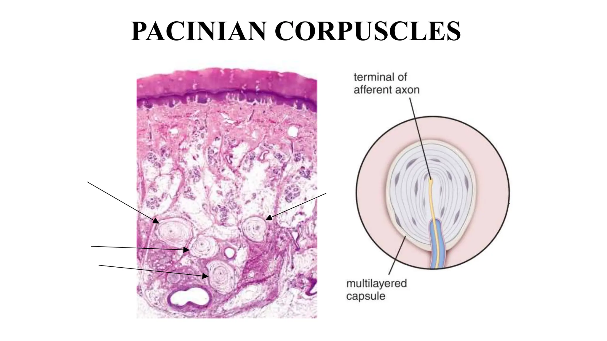 The histology of the skin and its appendages | PPTX