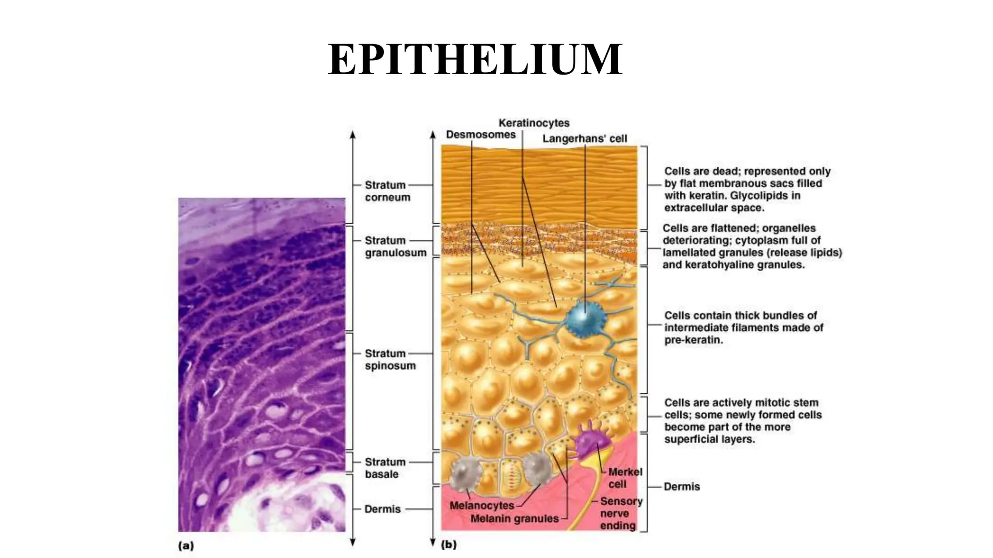 The histology of the skin and its appendages | PPTX