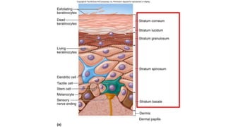 The histology of the skin and its appendages | PPTX