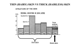 The histology of the skin and its appendages | PPTX