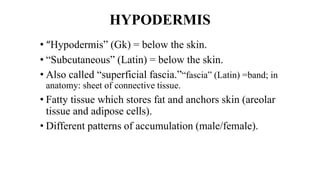 The histology of the skin and its appendages | PPTX