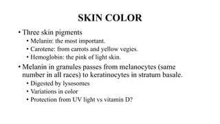 The histology of the skin and its appendages | PPTX