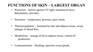 The histology of the skin and its appendages | PPTX