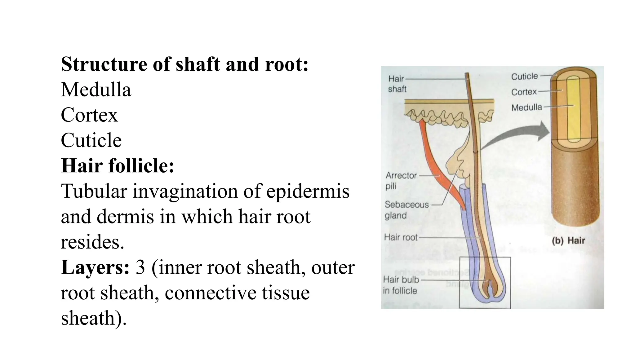 The microscopic features of the skin and its appendages | PPTX