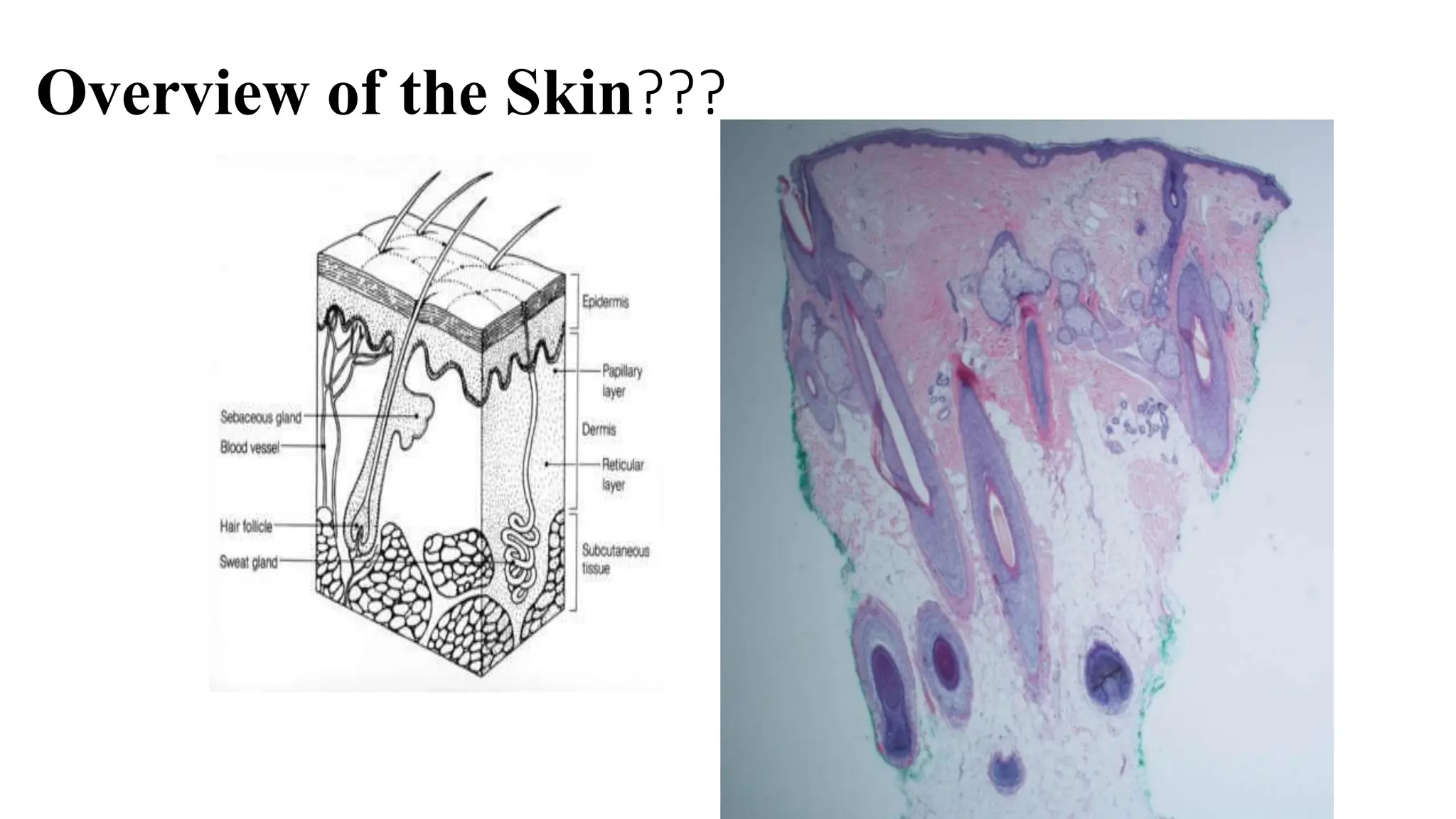 The microscopic features of the skin and its appendages | PPTX