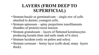 The microscopic features of the skin and its appendages | PPTX