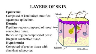 The microscopic features of the skin and its appendages | PPTX