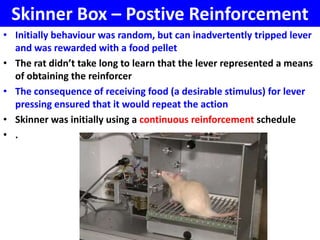Skinner Box - VCE U4 Psychology | PPTX