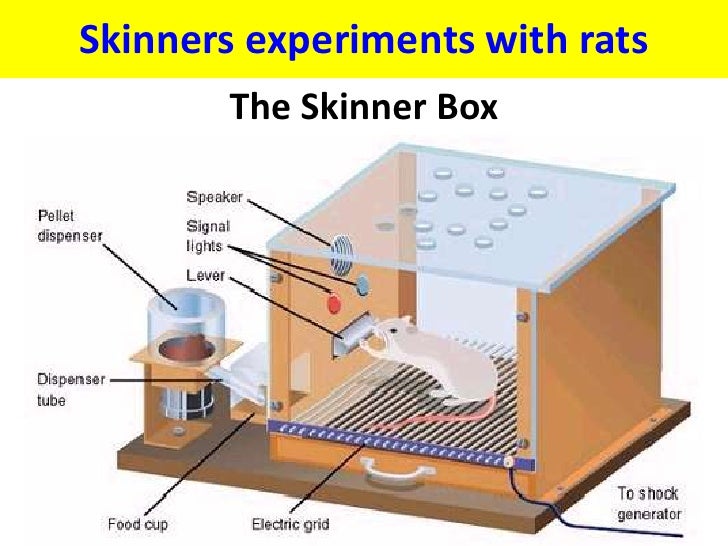 Skinner Box - VCE U4 Psychology