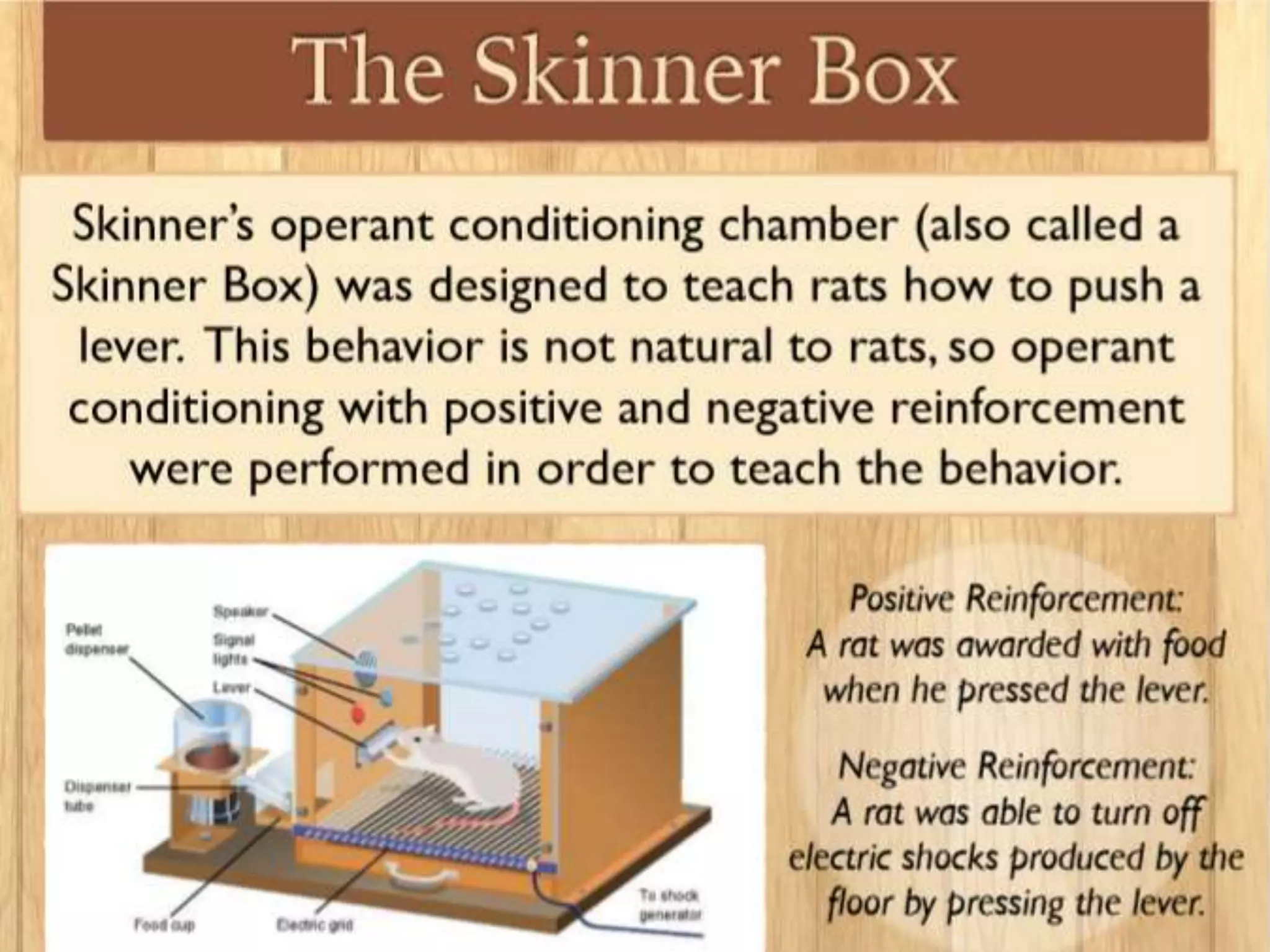 Operant Conditioning : Behavioral theory (B.F.SKINNER THEORY) | PPTX