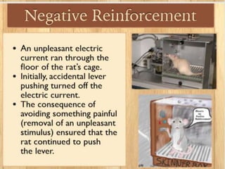 B F Skinner Psychology Theory Mice