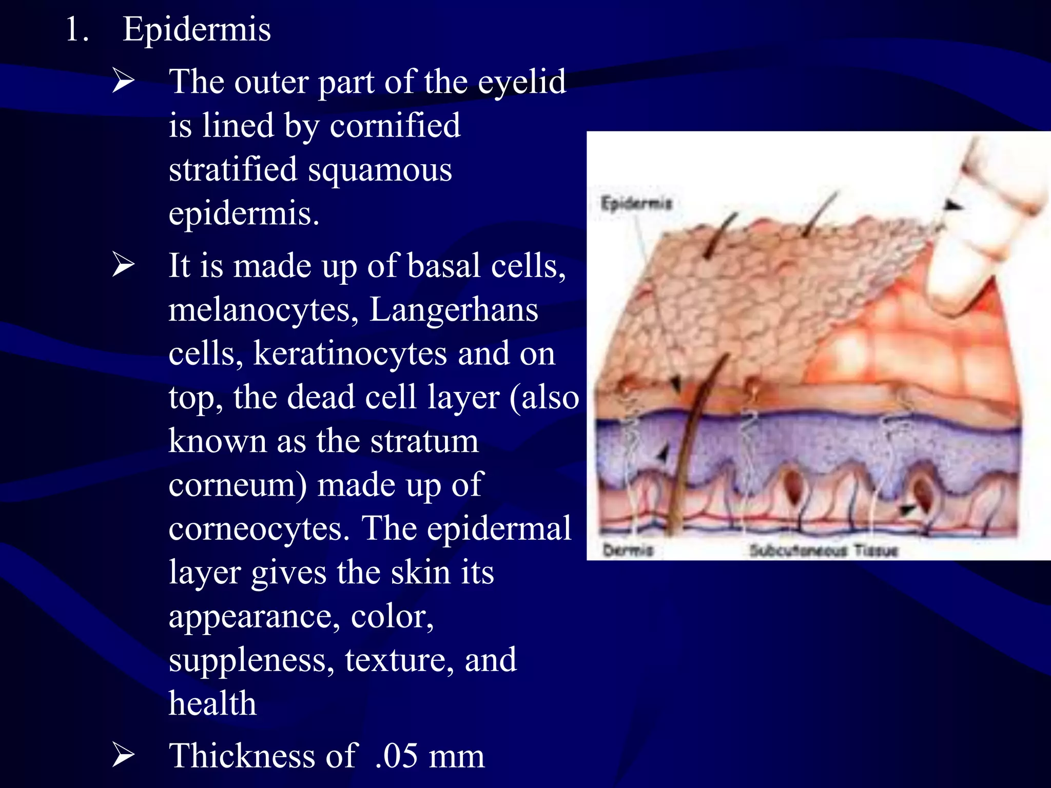 Layers of skin of the Eye Lids, Eye Lashes, Eye Lid Pathology, Anatomy ...