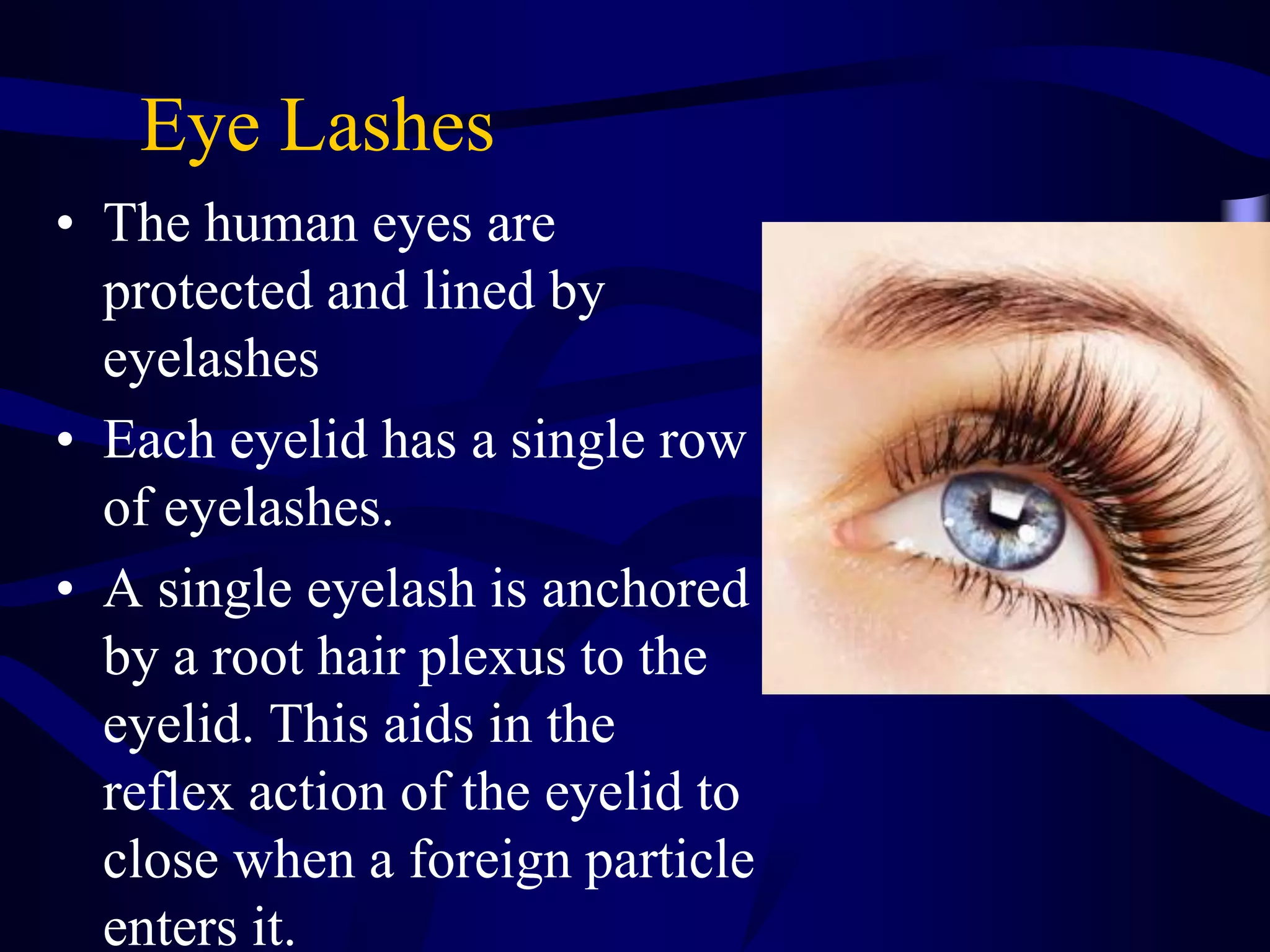 Layers of skin of the Eye Lids, Eye Lashes, Eye Lid Pathology, Anatomy ...