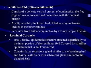 Layers of skin of the Eye Lids, Eye Lashes, Eye Lid Pathology, Anatomy ...