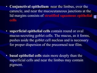 Layers of skin of the Eye Lids, Eye Lashes, Eye Lid Pathology, Anatomy ...