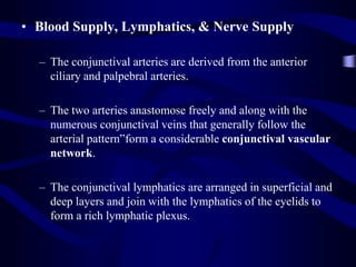 Layers of skin of the Eye Lids, Eye Lashes, Eye Lid Pathology, Anatomy ...