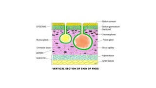 SKIN OF VERTEBRATES (GIRJA PD.PATEL)..pptx