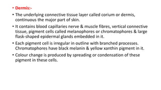 SKIN OF VERTEBRATES (GIRJA PD.PATEL)..pptx
