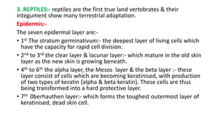 SKIN OF VERTEBRATES (GIRJA PD.PATEL)..pptx