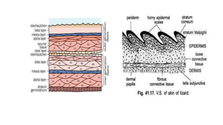 SKIN OF VERTEBRATES (GIRJA PD.PATEL)..pptx