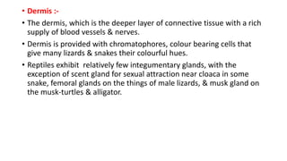 SKIN OF VERTEBRATES (GIRJA PD.PATEL)..pptx