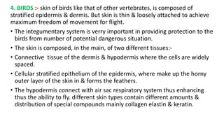 SKIN OF VERTEBRATES (GIRJA PD.PATEL)..pptx