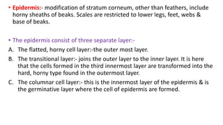 SKIN OF VERTEBRATES (GIRJA PD.PATEL)..pptx