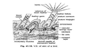 SKIN OF VERTEBRATES (GIRJA PD.PATEL)..pptx