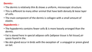 SKIN OF VERTEBRATES (GIRJA PD.PATEL)..pptx