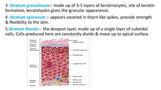 SKIN OF VERTEBRATES (GIRJA PD.PATEL)..pptx