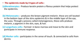 SKIN OF VERTEBRATES (GIRJA PD.PATEL)..pptx