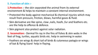 SKIN OF VERTEBRATES (GIRJA PD.PATEL)..pptx