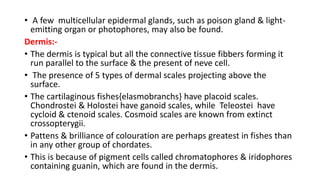 SKIN OF VERTEBRATES (GIRJA PD.PATEL)..pptx