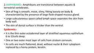 SKIN OF VERTEBRATES (GIRJA PD.PATEL)..pptx