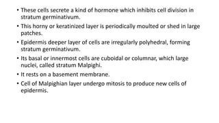 SKIN OF VERTEBRATES (GIRJA PD.PATEL)..pptx