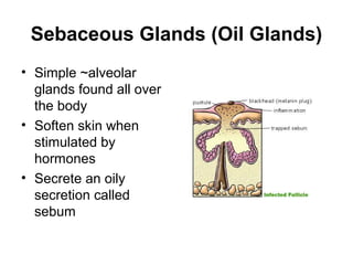Skin part 2 | PPT | Skin and Dermatology | Diseases and Conditions