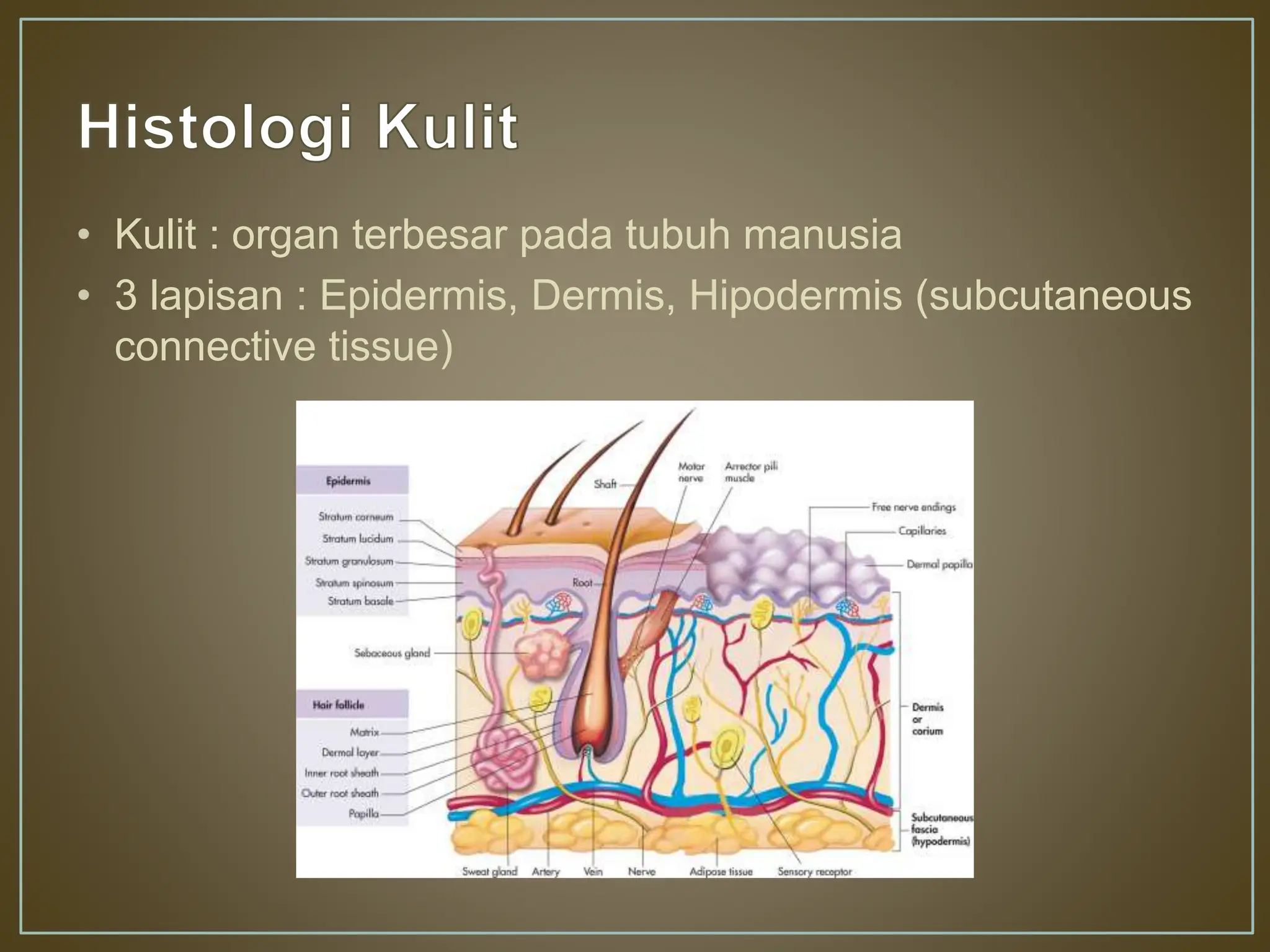 Pathology of the skin skin pathology skin | PPTX