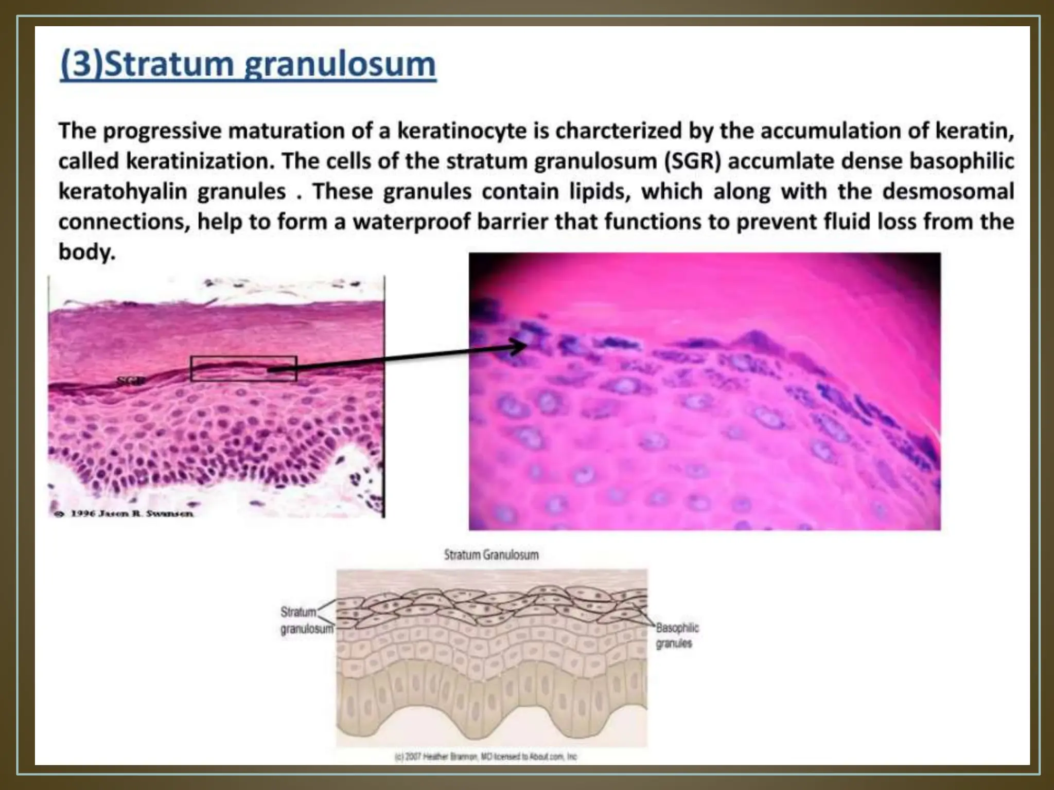Pathology of the skin skin pathology skin | PPTX