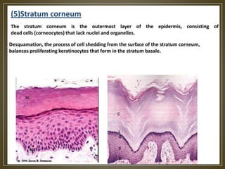 Pathology of the skin skin pathology skin | PPTX